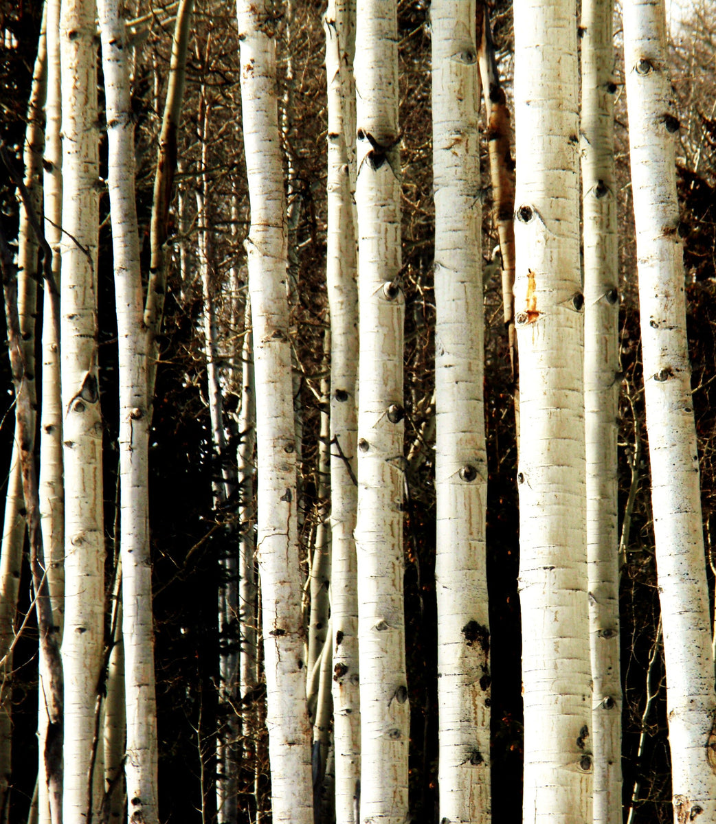 Aspen Eyes Art – Ally Bee Design